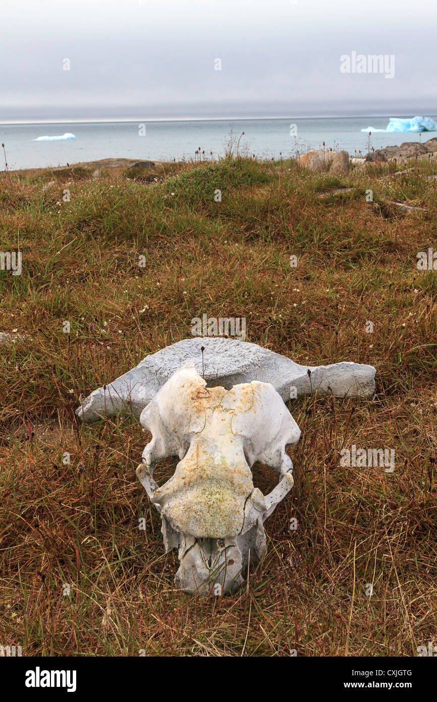 Skull and vertebrae of walrus on tundra ground in Canadian high arctic ...