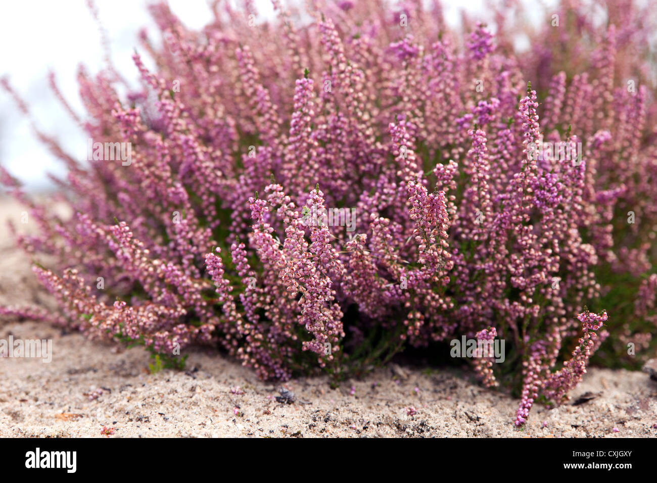 Bunch of heather (erica) blossoms Stock Photo - Alamy