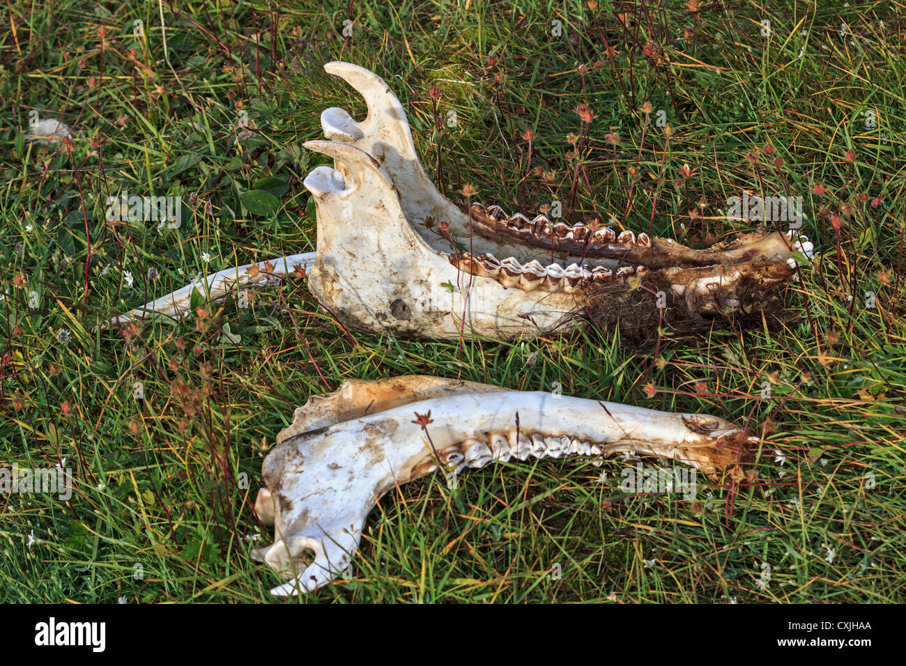 Musk ox bones hi-res stock photography and images - Alamy