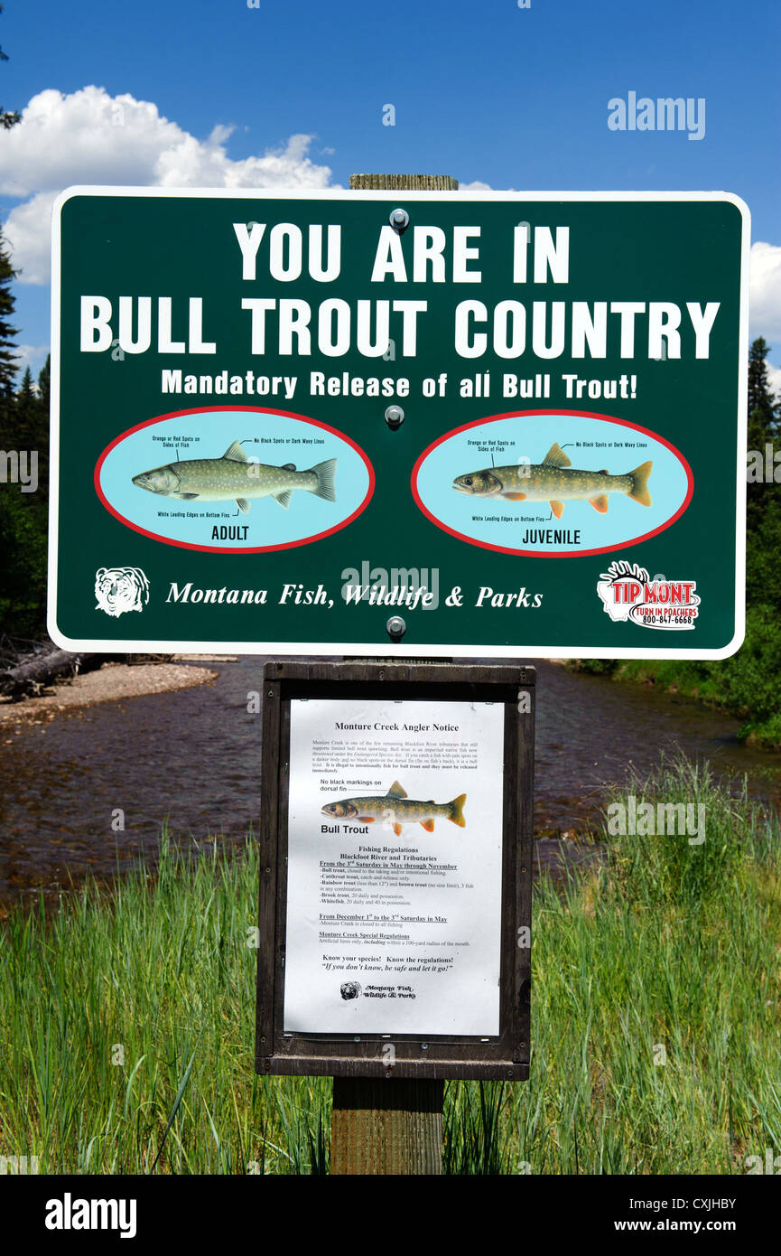 Species of trout hi-res stock photography and images - Alamy