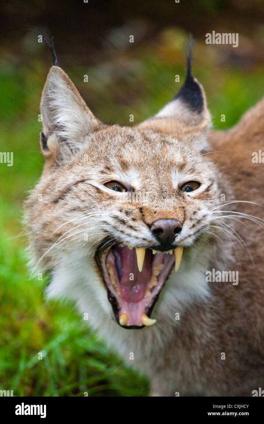 Lynx (Lynx lynx) snarling angry hissing Stock Photo - Alamy
