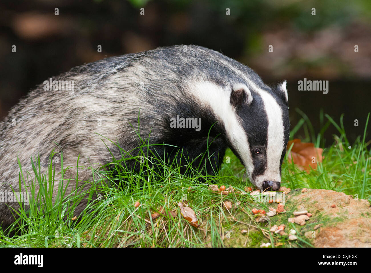 Eurasian Badger, Meles meles, UK Stock Photo - Alamy