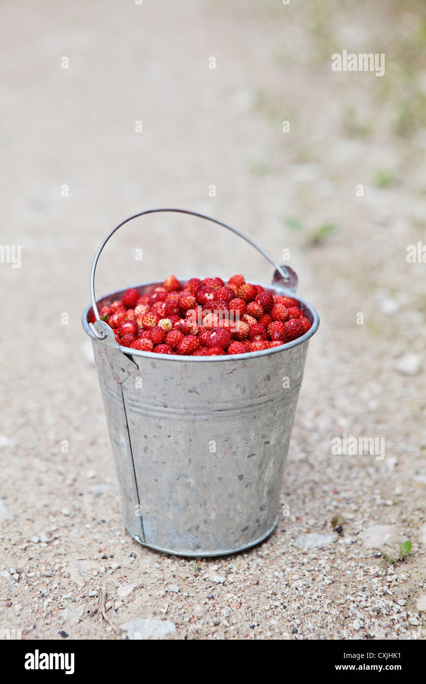 Pail full of hi-res stock photography and images - Alamy