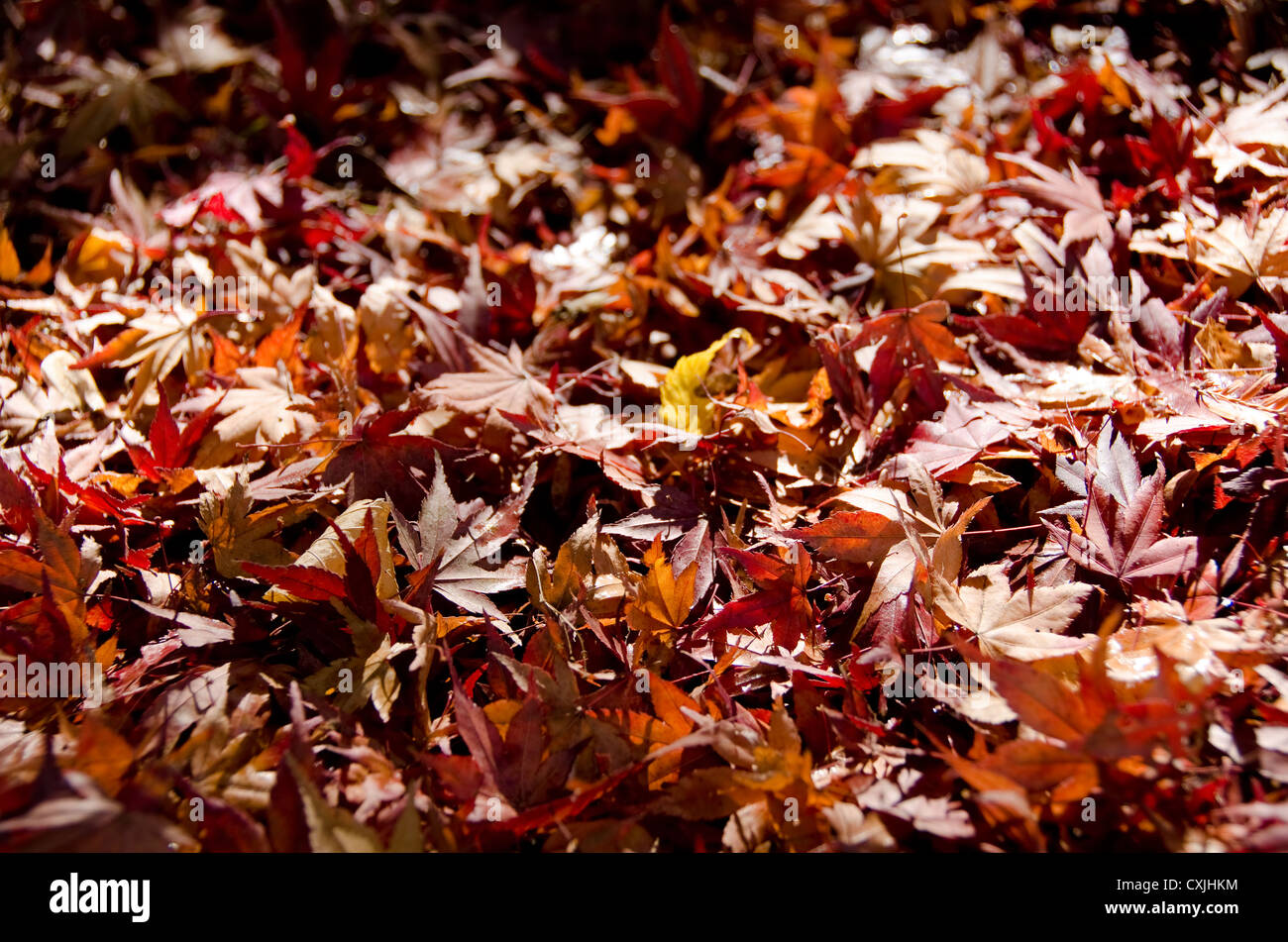 Japanese maple autumn leaves hi-res stock photography and images - Alamy