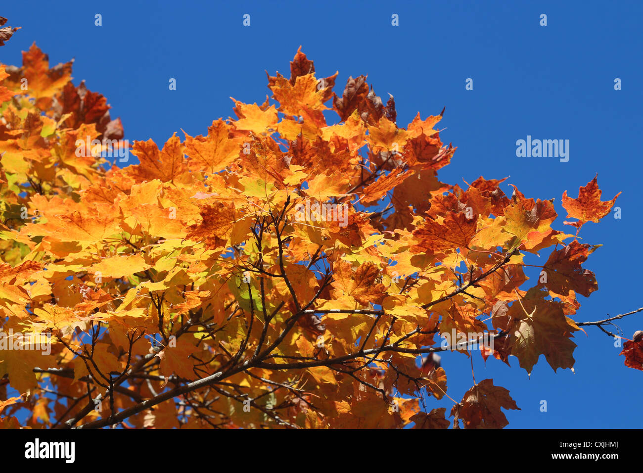 Brightly coloured vibrant orange and red Fall leaves Stock Photo - Alamy