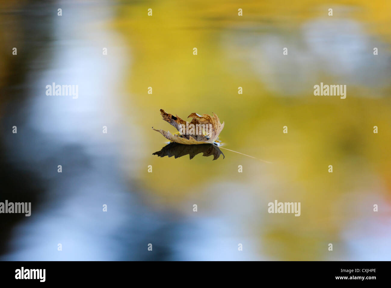 Leaf floating on water in Fall Stock Photo - Alamy