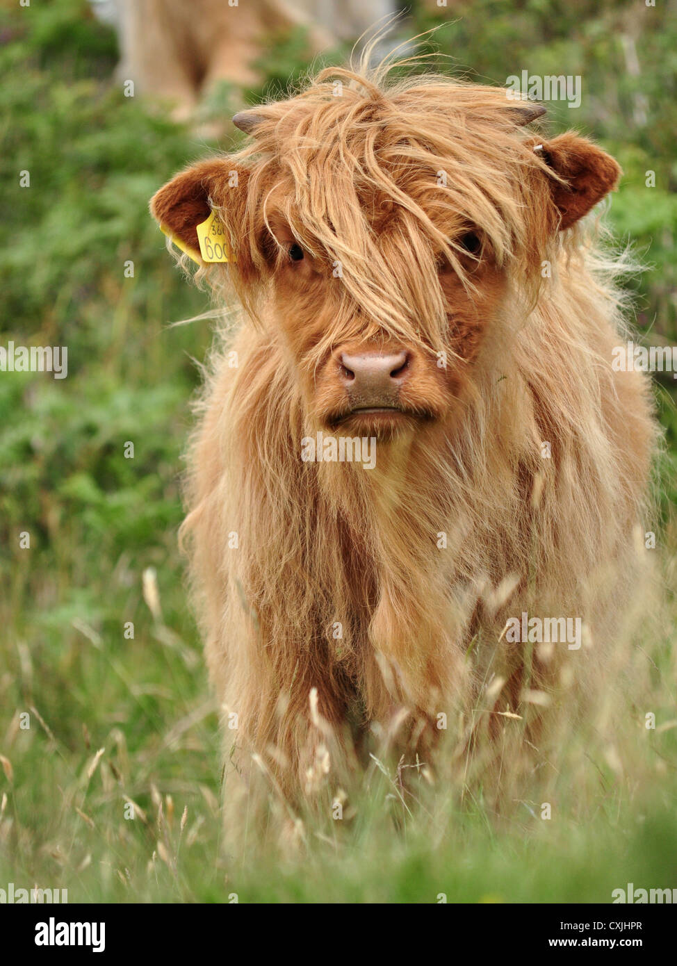 Scottish Highland Cattle Head Stock Photos & Scottish Highland Cattle ...