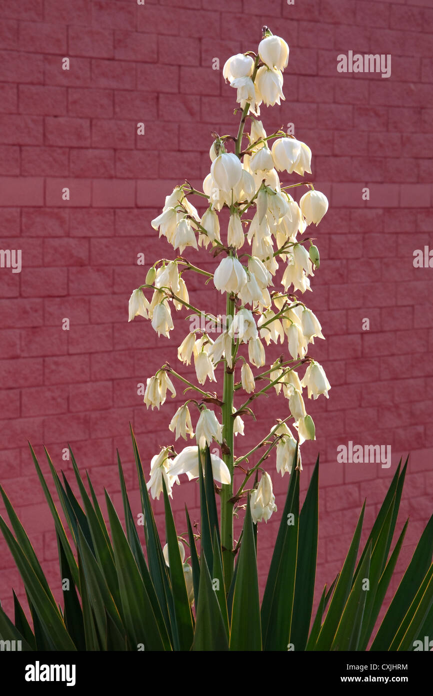 Flowers on Yucca plant Stock Photo - Alamy