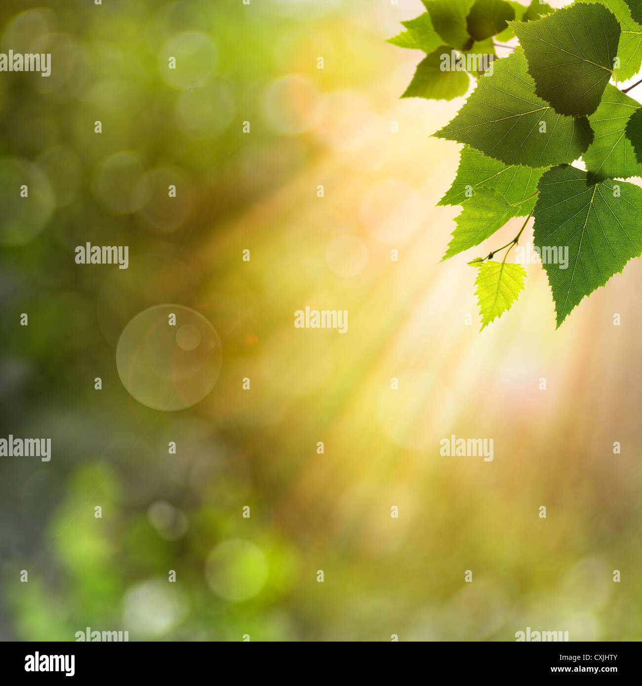 Sunny morning in the forest, beauty natural backgrounds for your design ...