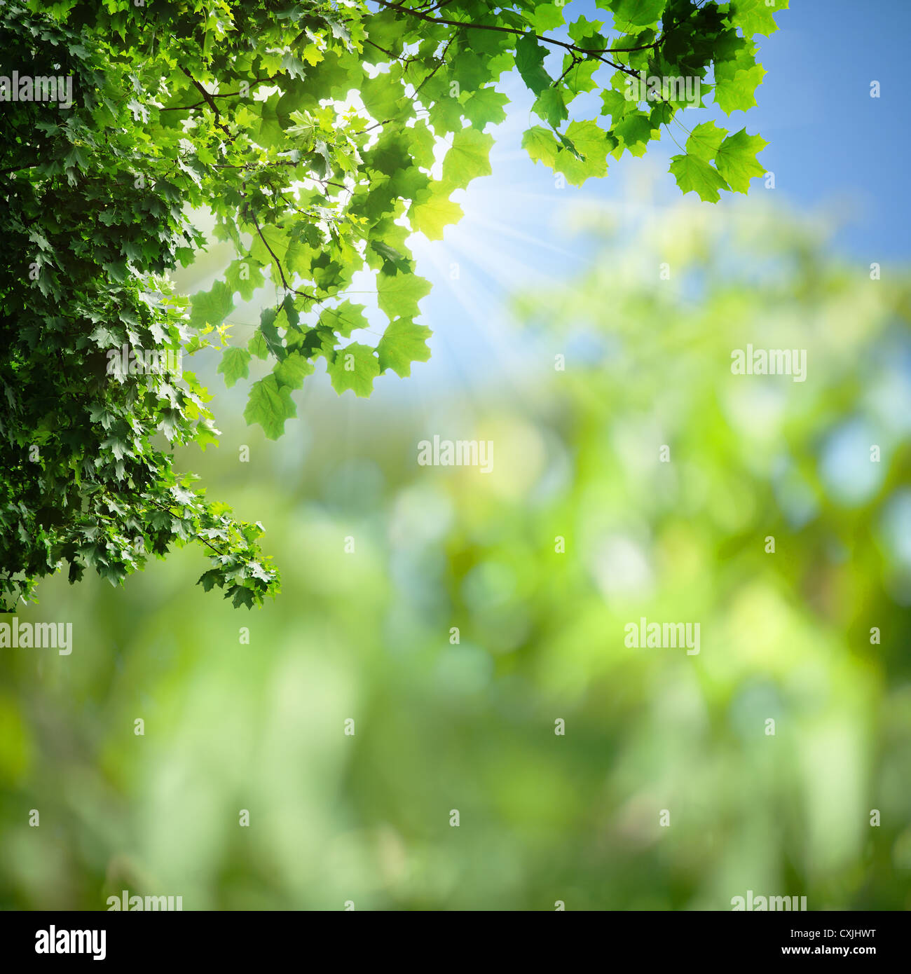 Beauty natural backgrounds for your design Stock Photo - Alamy