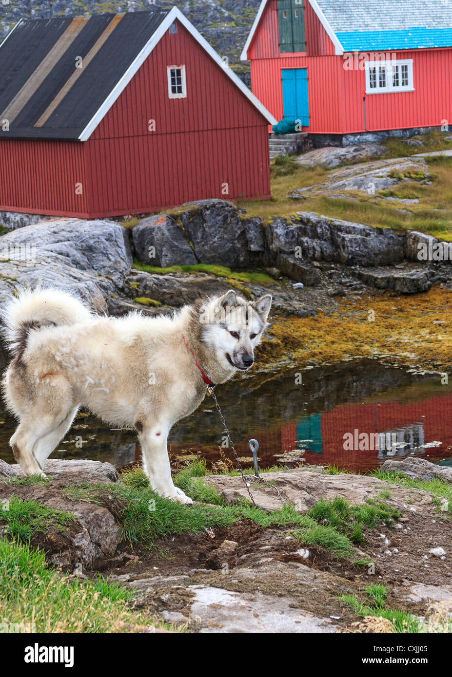 Sled dog outside the colorfully painted houses of Itilleq, a village of ...