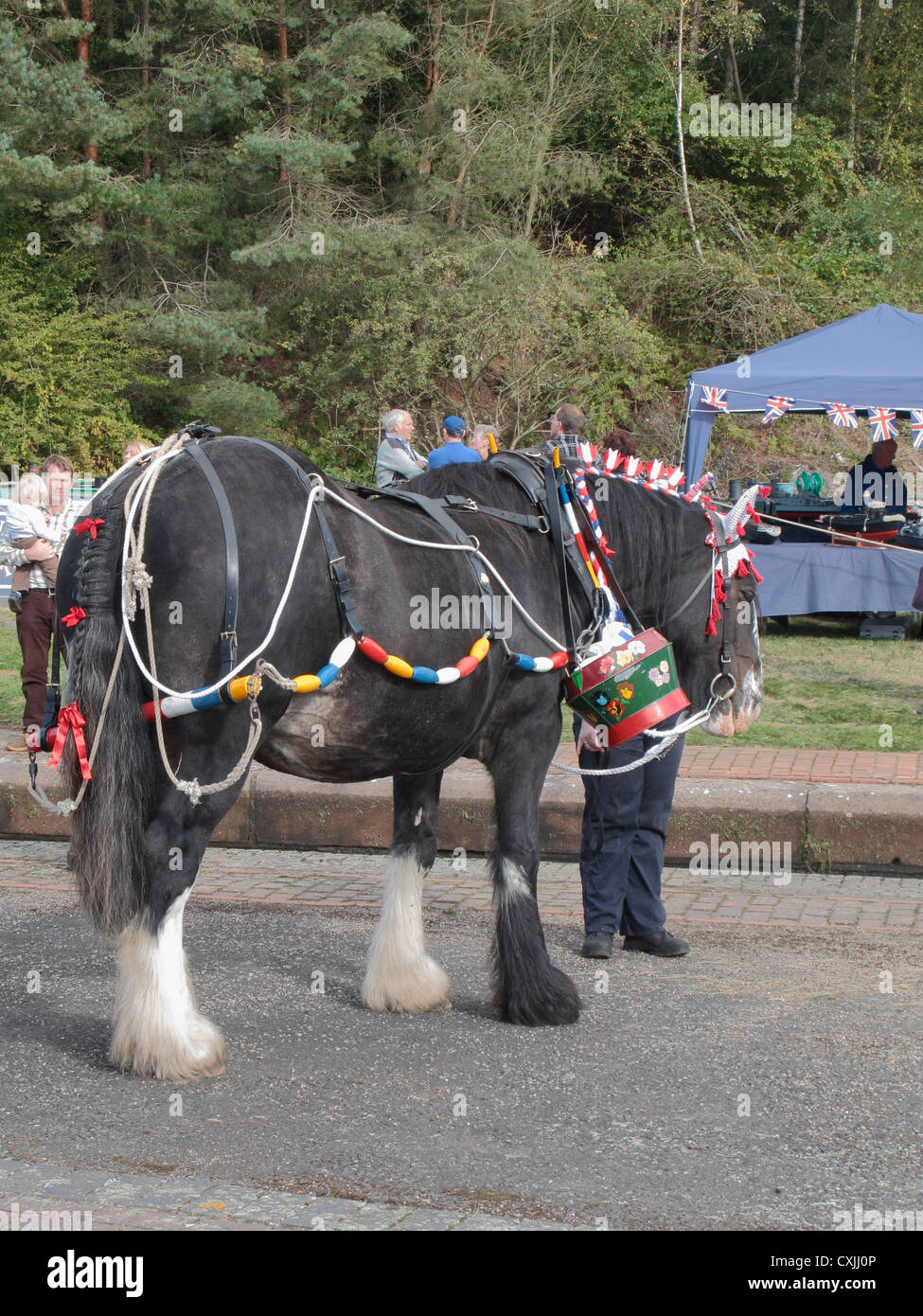 Traditional Shire Horses High Resolution Stock Photography and Images ...