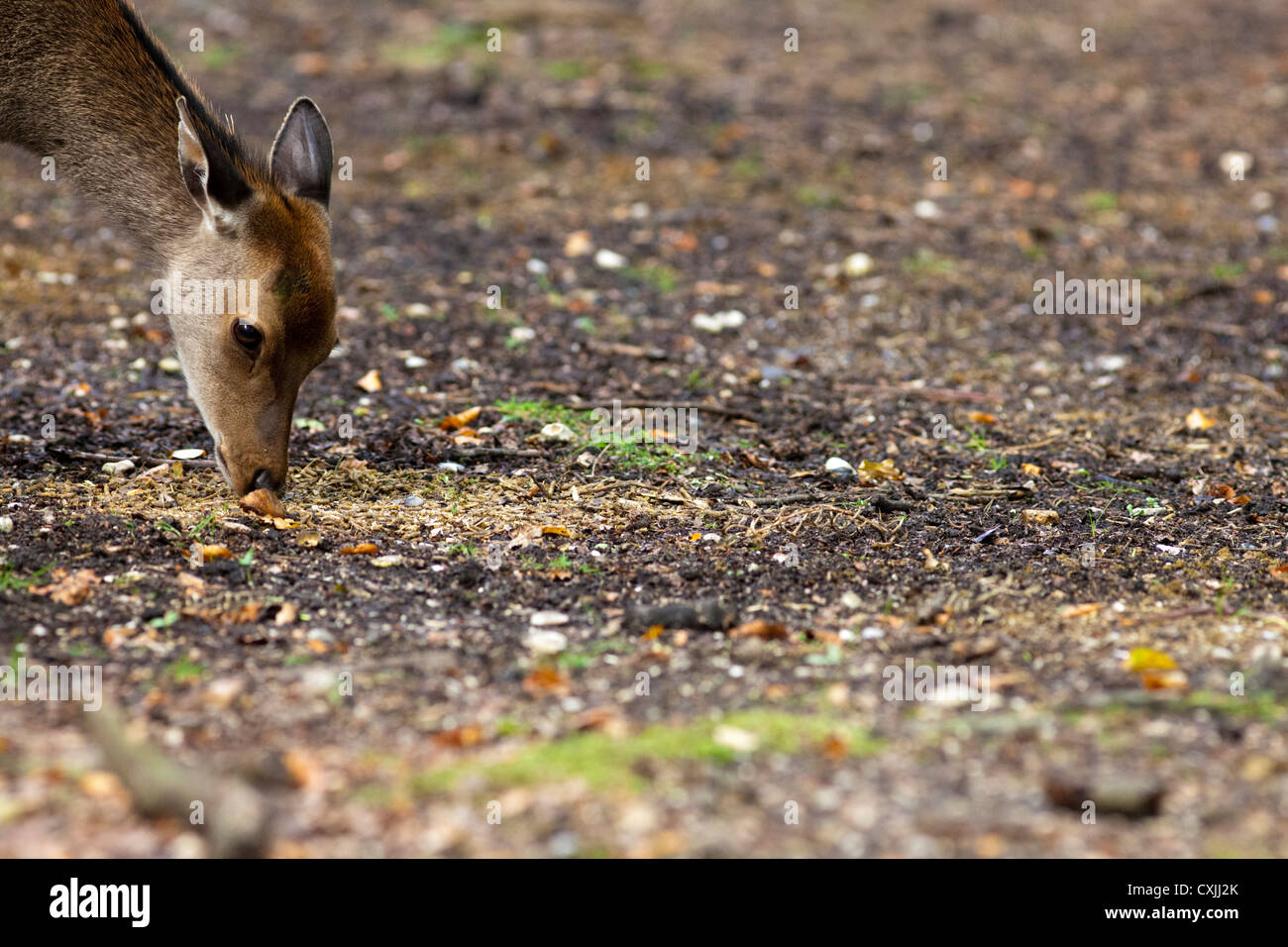Sika deer hi-res stock photography and images - Alamy
