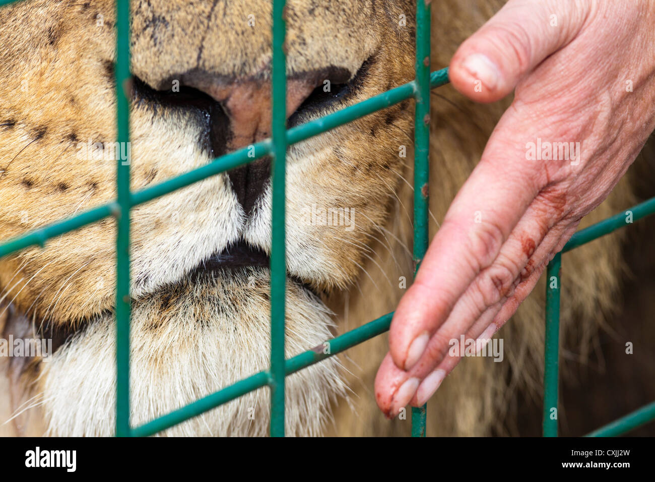 African Lion (Panthera leo) and man's hand Stock Photo - Alamy