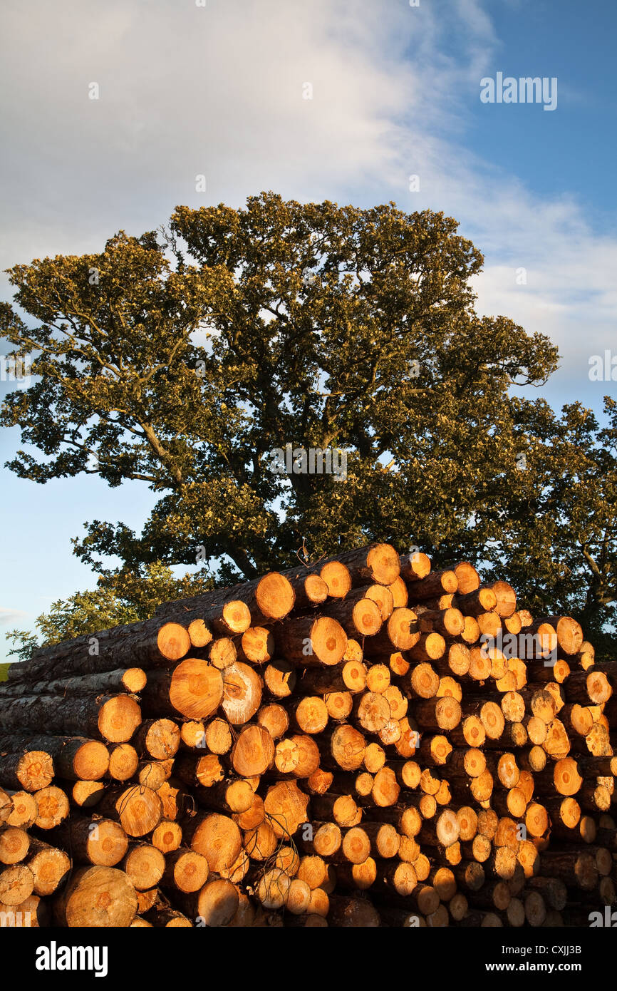 Stack of Cut Logs, tree trunks and Sawn Timber from Felled softwood ...