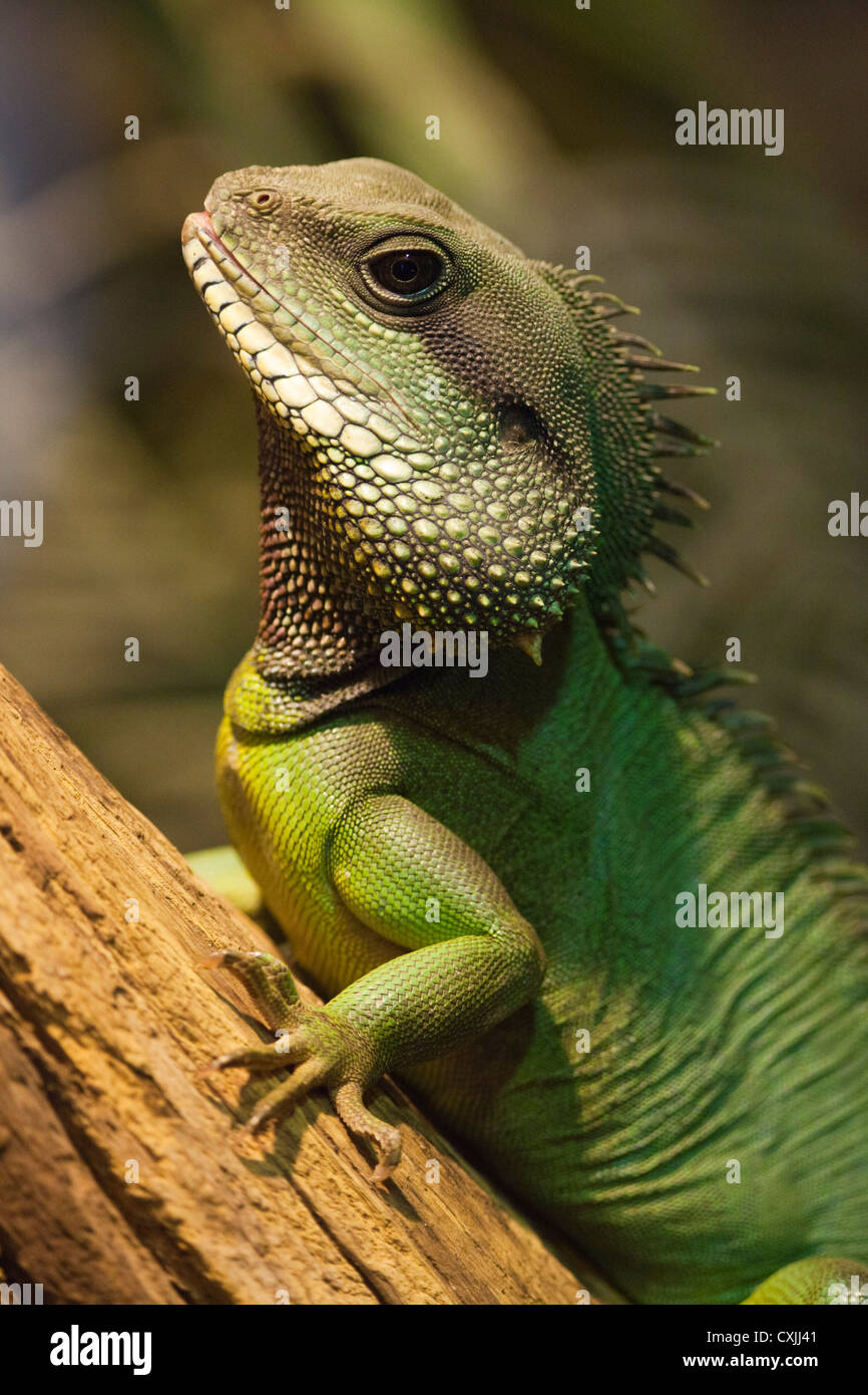 Chinese Water Dragon, (Physignathus cocincinus), on branch Stock Photo ...