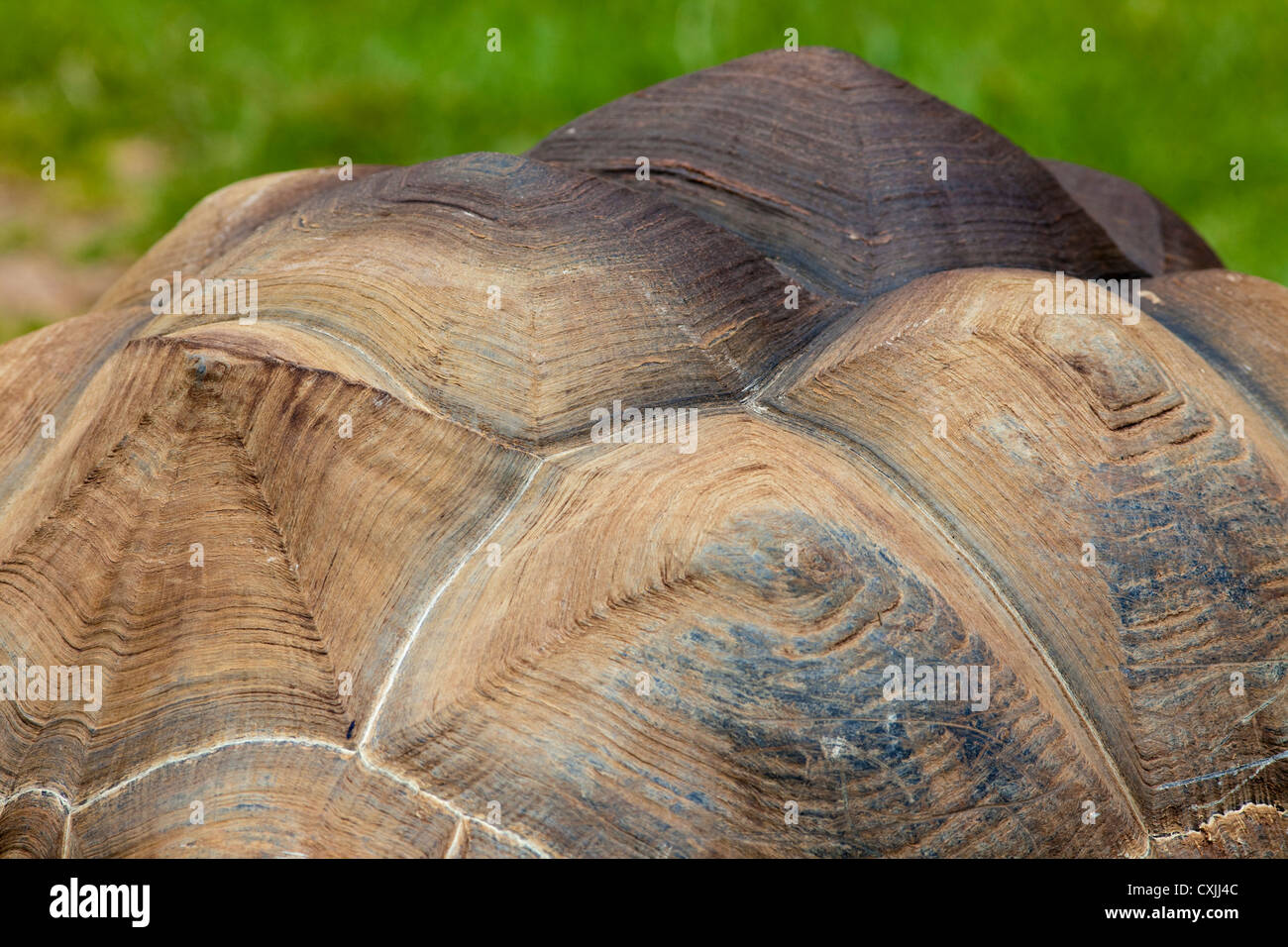 Aldabra Giant Tortoise (Geochelone gigantea) shell close up Stock Photo ...