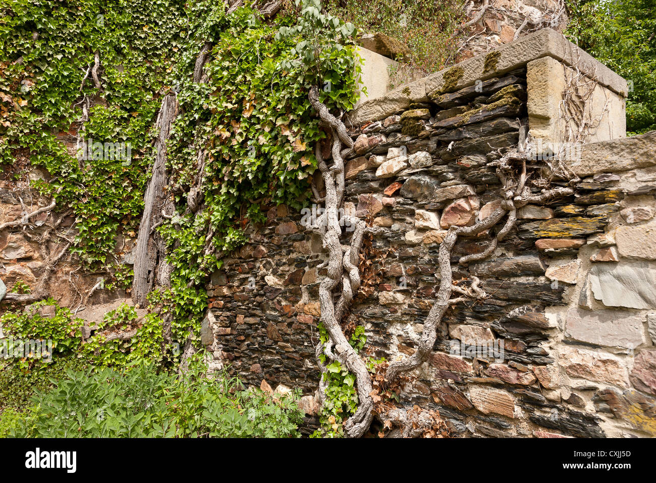 german historic wall with green idyllic vegetation Stock Photo - Alamy