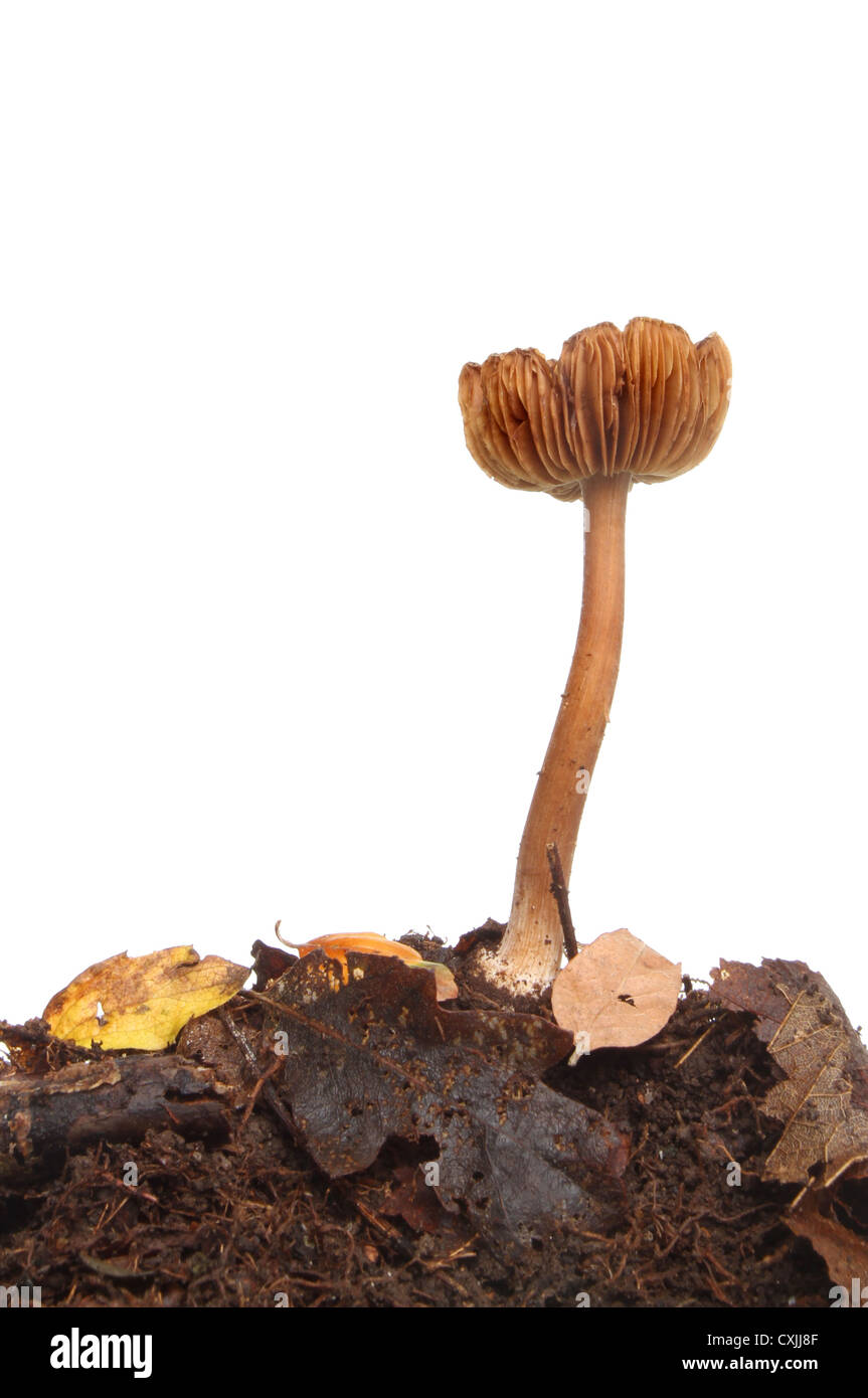 Single toadstool fungi growing in leaf litter against a white ...