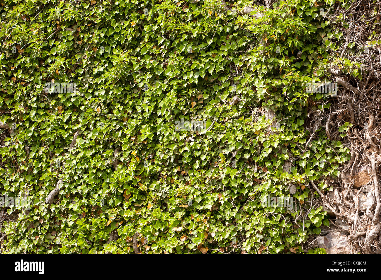 german historic wall with green idyllic vegetation Stock Photo - Alamy