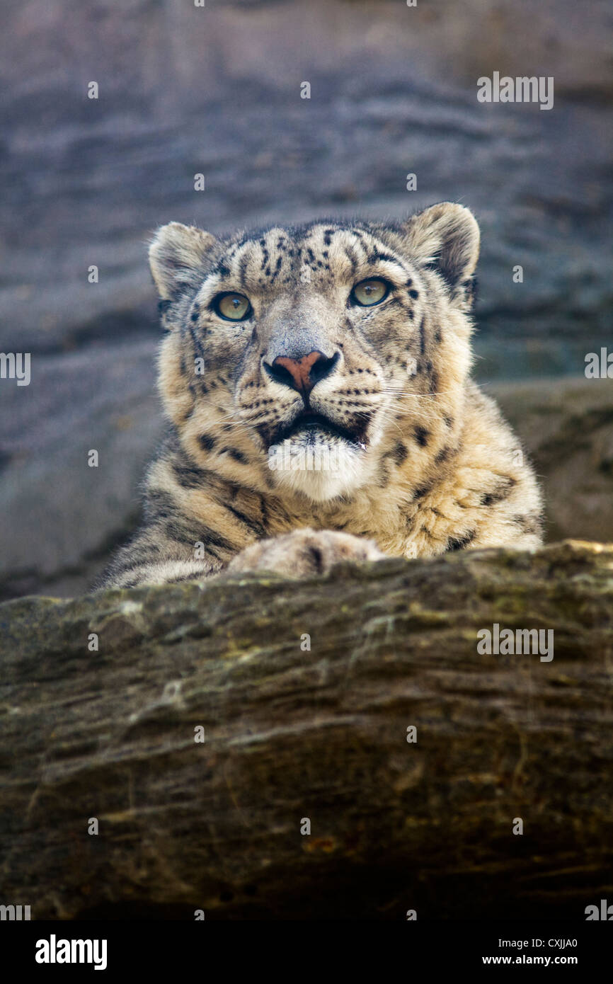 Snow leopard (Uncia uncia) resting Stock Photo - Alamy