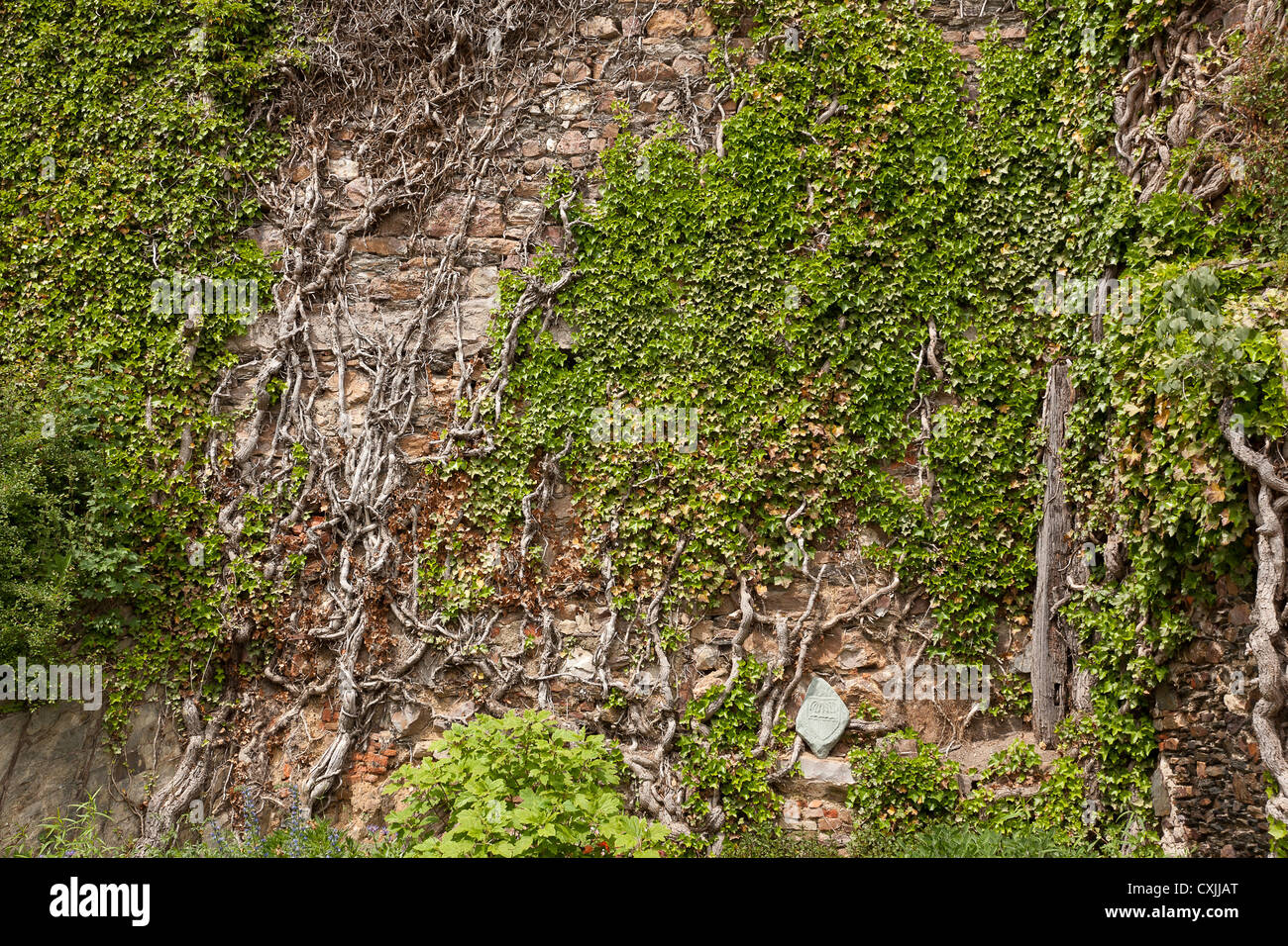 german historic wall with green idyllic vegetation Stock Photo - Alamy