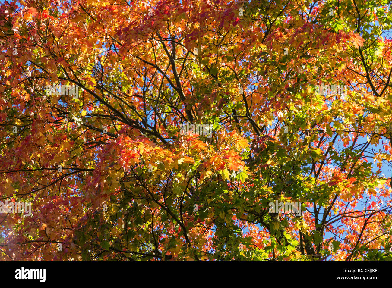 crone of a autumn maple tree from below against blue sky Stock Photo ...