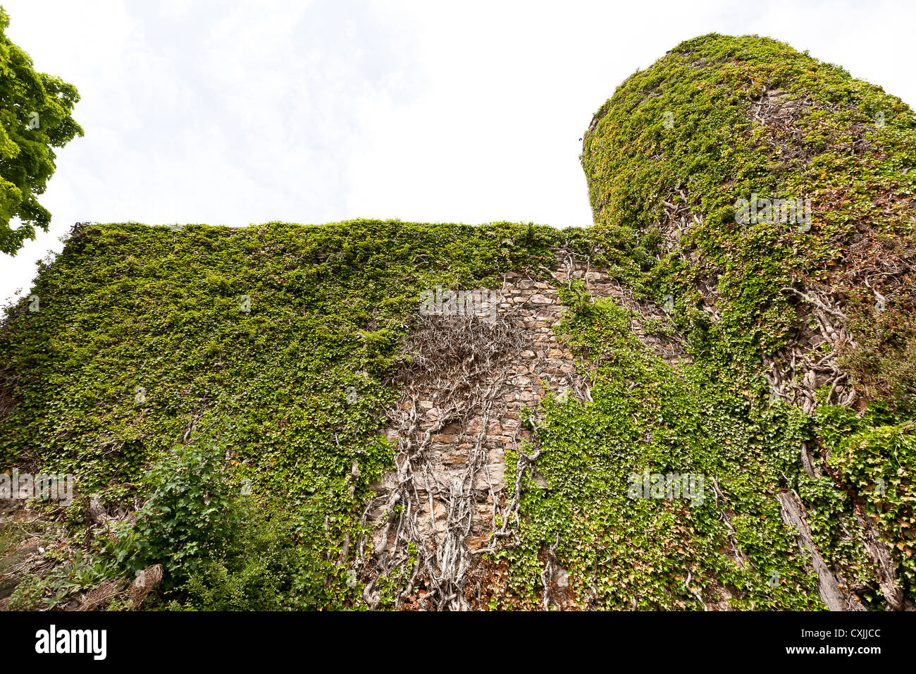 german historic wall with green idyllic vegetation Stock Photo - Alamy