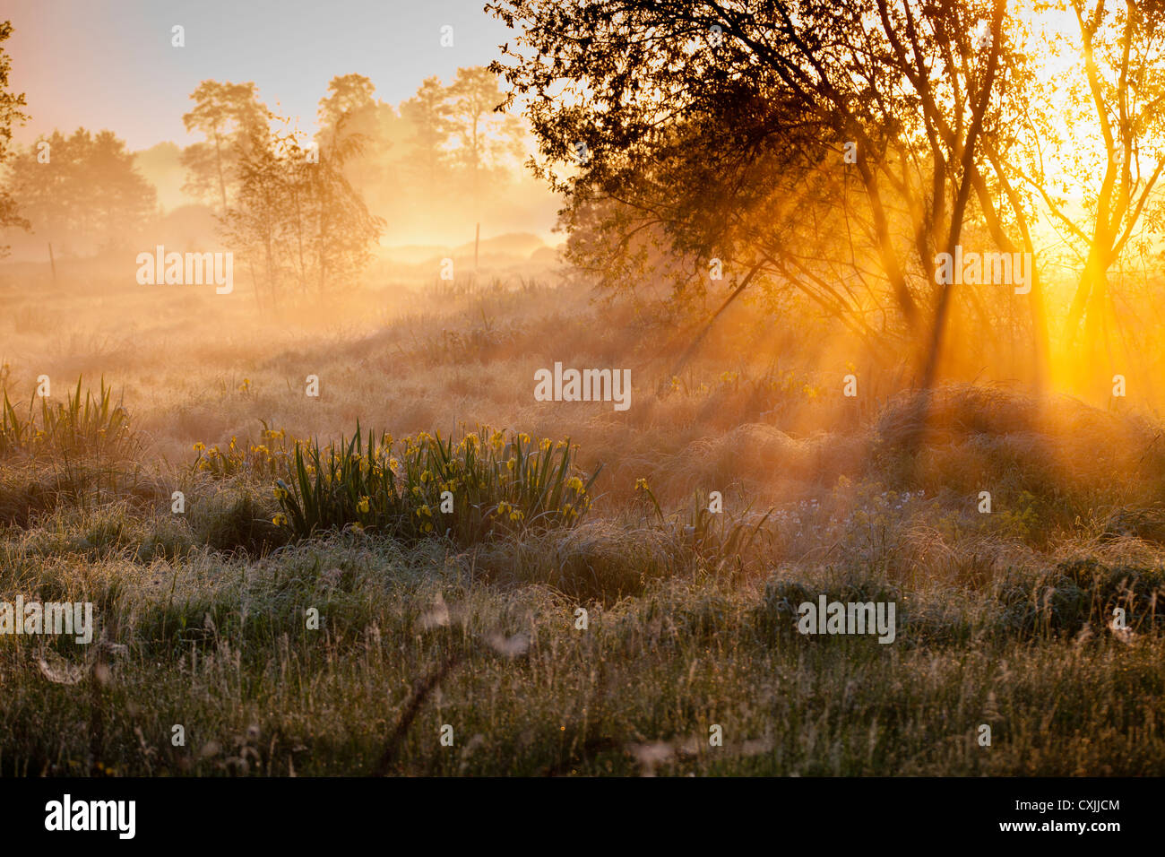 Spiring in kampinos national park hi-res stock photography and images ...