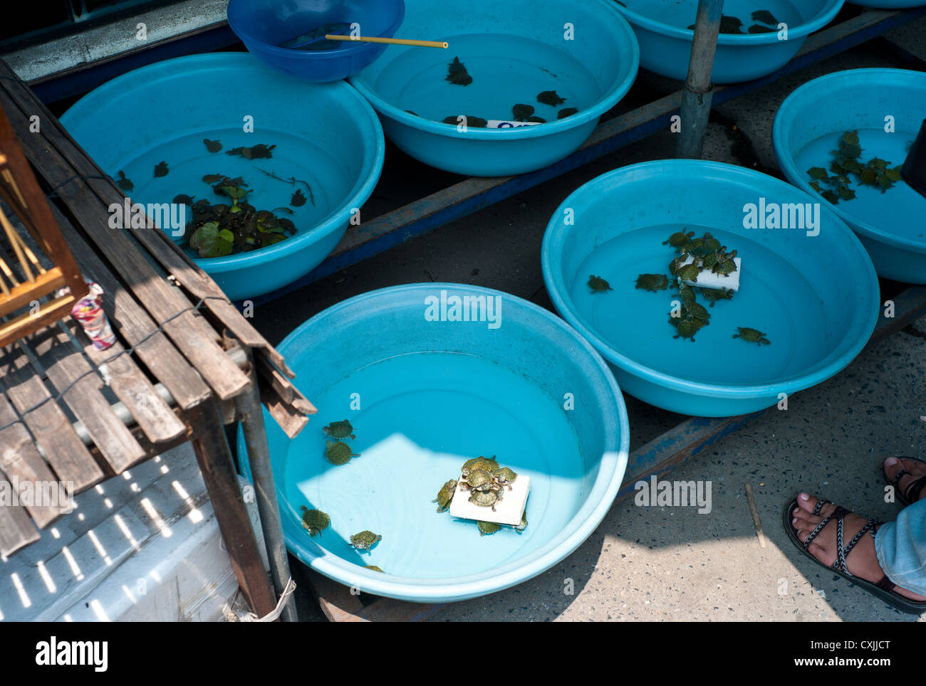 Tiny Turtles for sale at Bangkok Pet and Animal Market Stock Photo - Alamy
