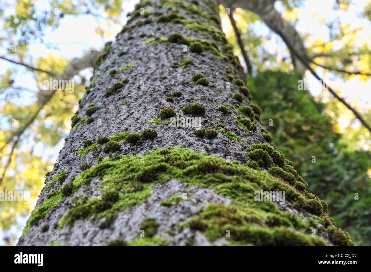 ash tree trunk with moos low angle view Stock Photo - Alamy