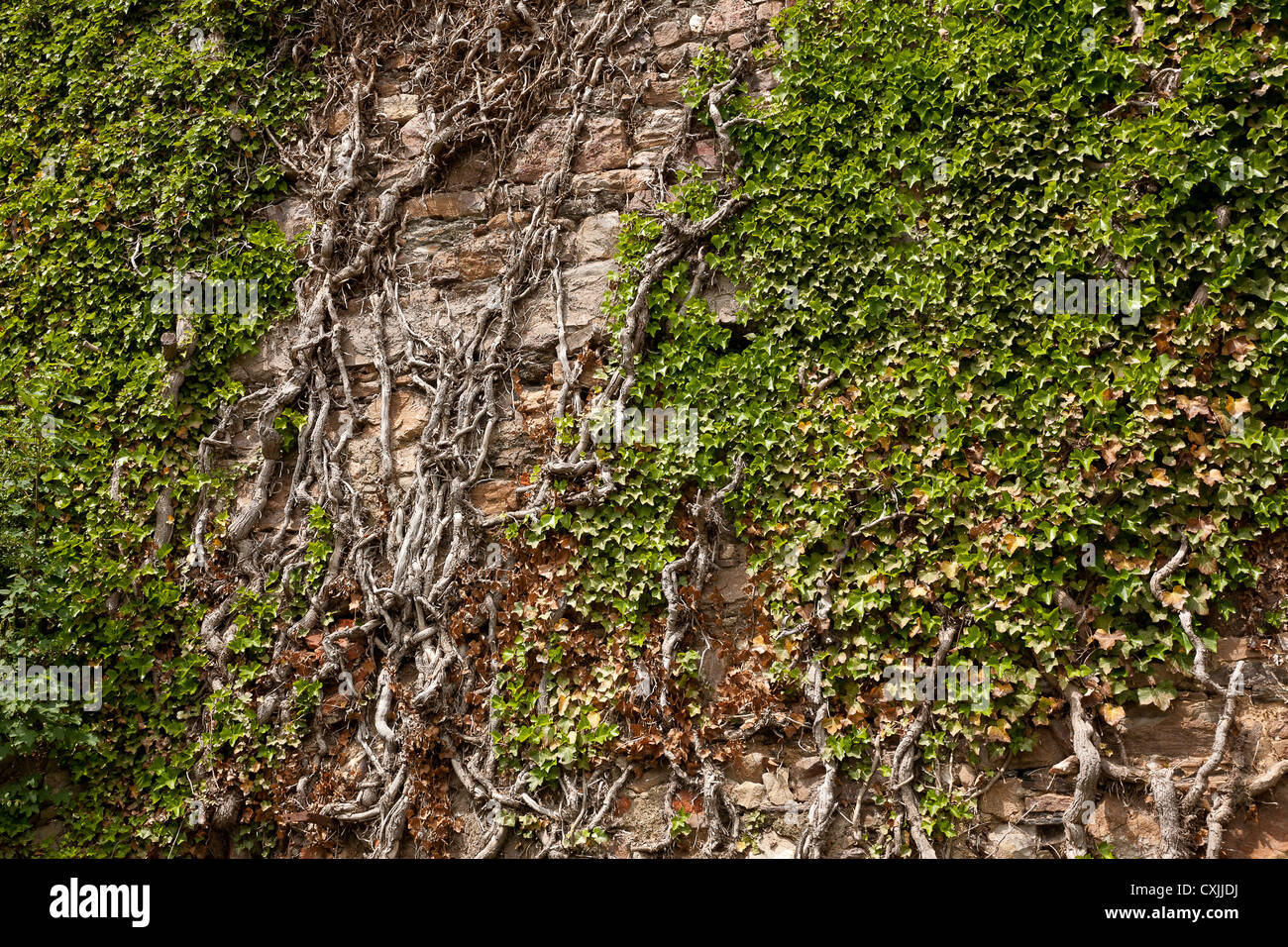 german historic wall with green idyllic vegetation Stock Photo - Alamy