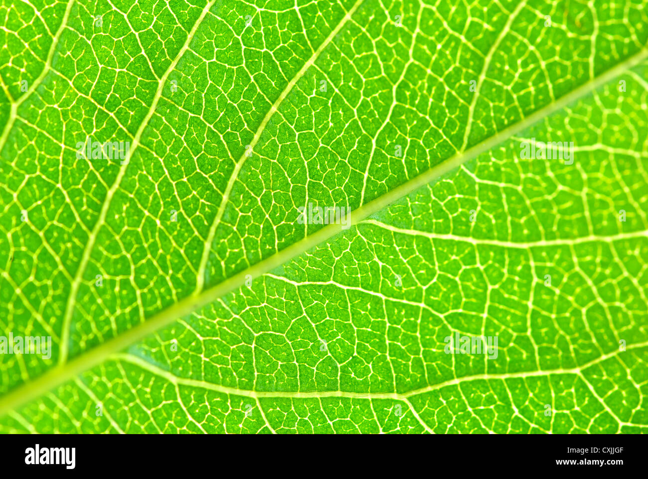 structure of leaf natural background Stock Photo - Alamy