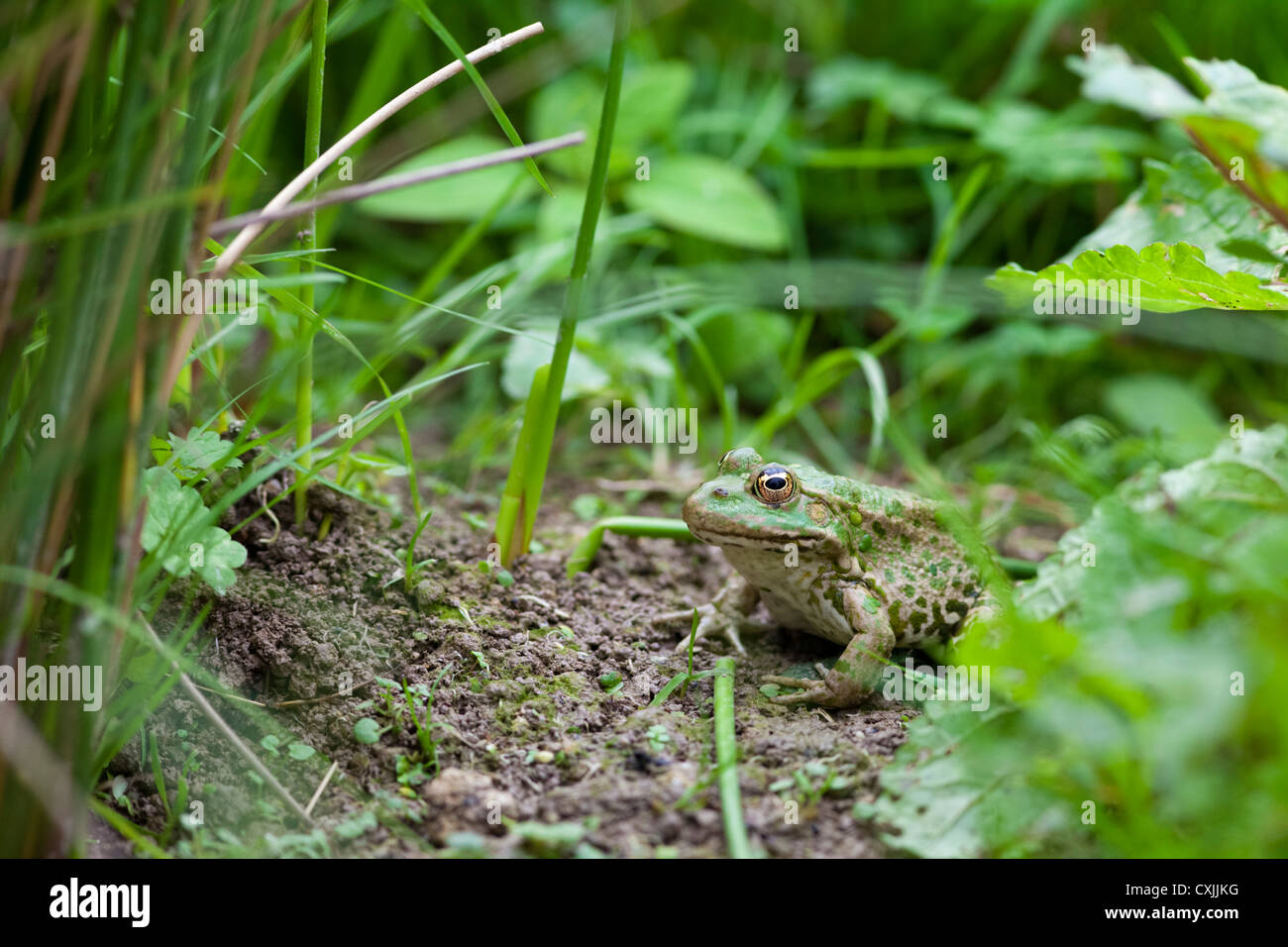 Frog uk hi-res stock photography and images - Alamy