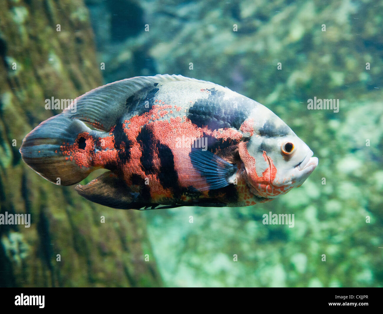 saltwater tropical fish swimming Stock Photo - Alamy