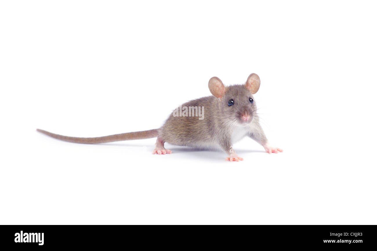 rat isolated on white background Stock Photo - Alamy