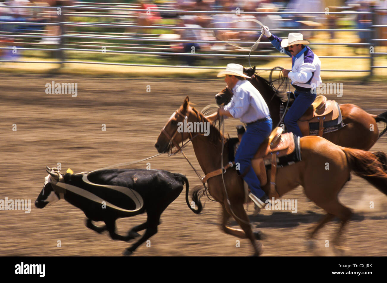 Cowboys on horses competing in team roping at Rodeo Event, McCall ...