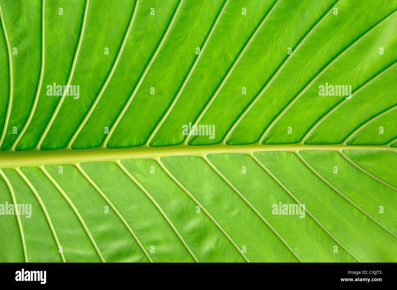 green leaf texture close up Stock Photo - Alamy
