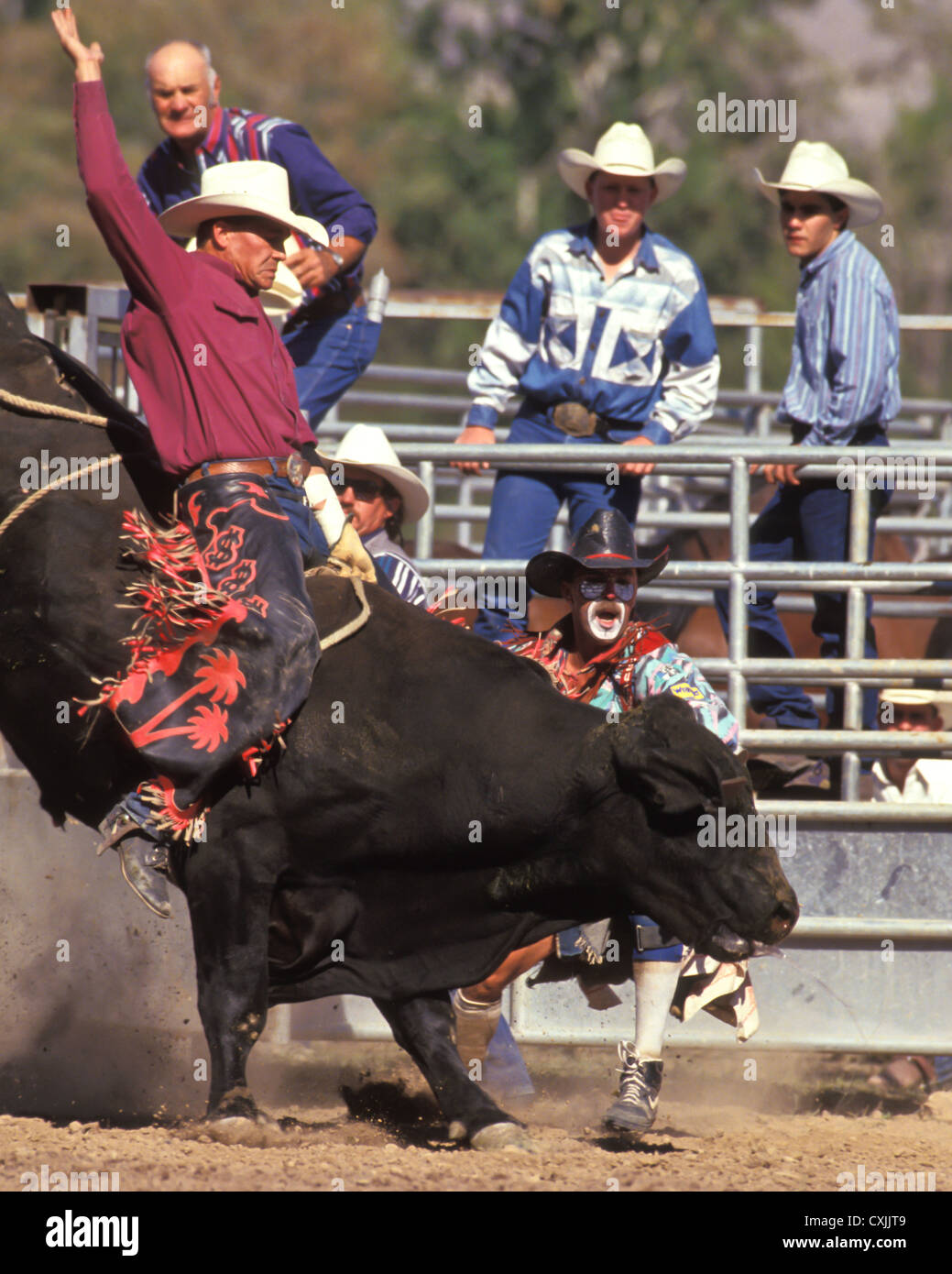 Cowboy competing in Bull riding event at Rodeo, Idaho, USA Stock Photo ...