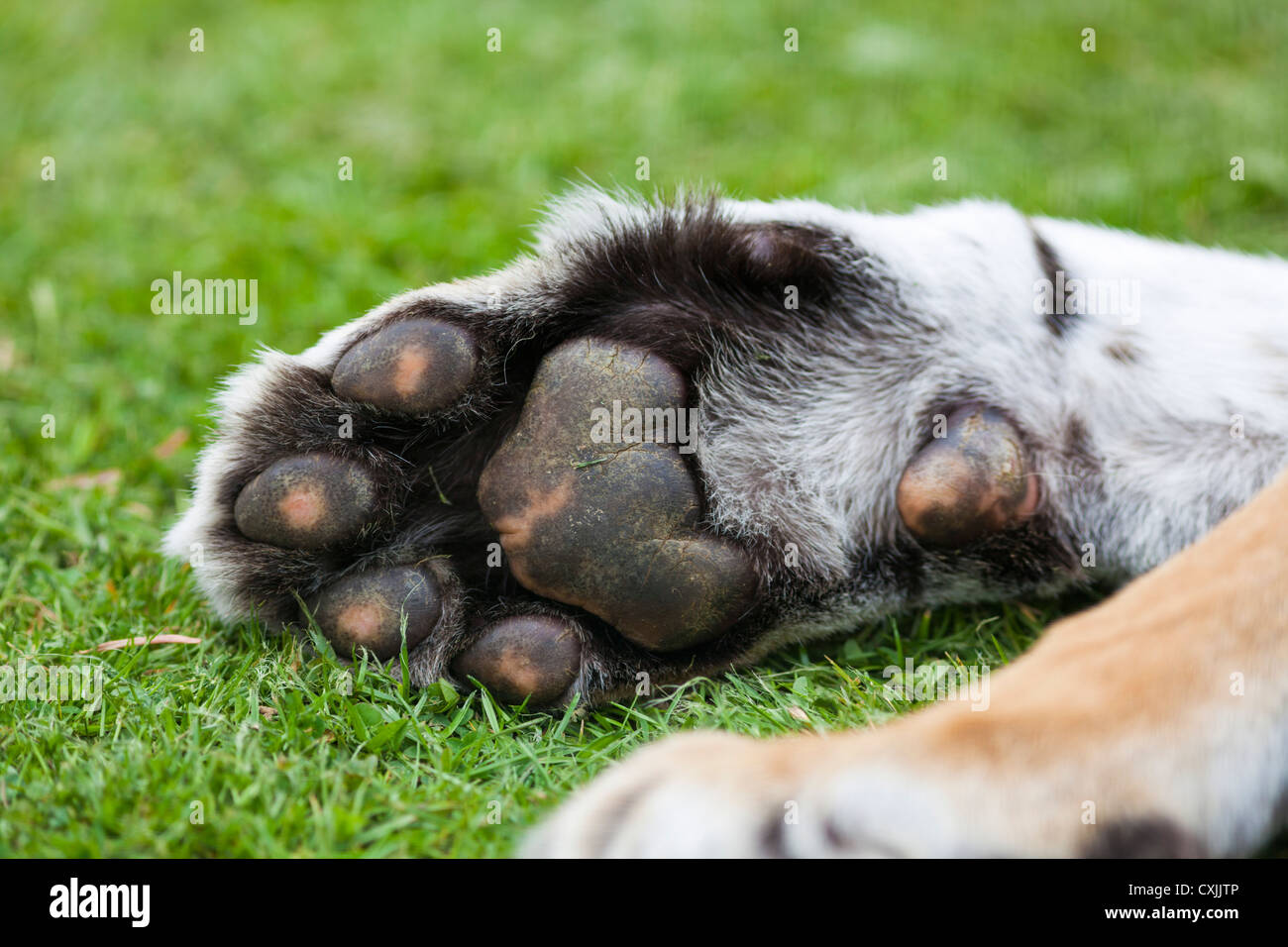 Tiger paws hi-res stock photography and images - Alamy