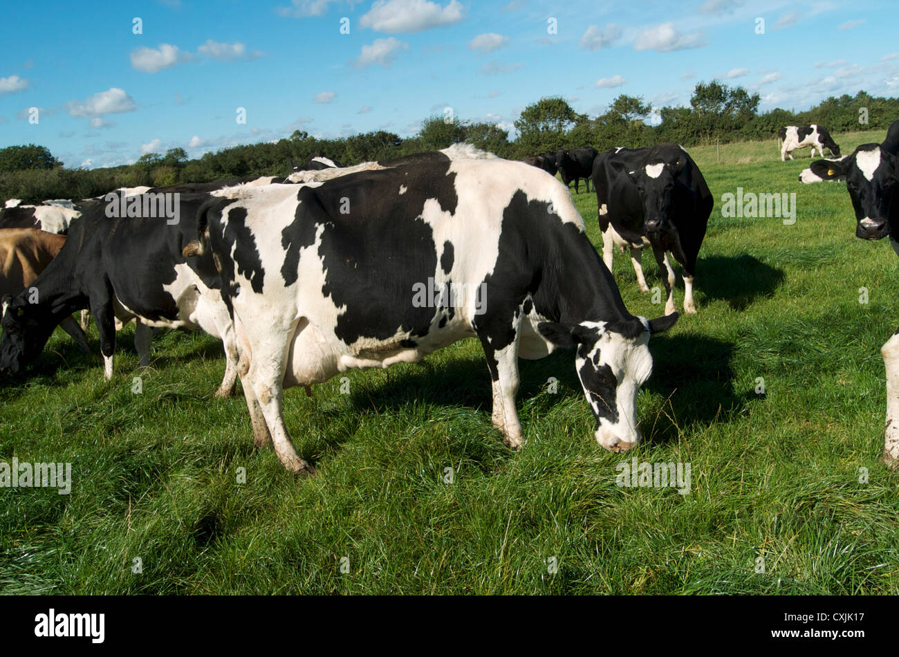 Holstein Cows in a Grass field Stock Photo - Alamy