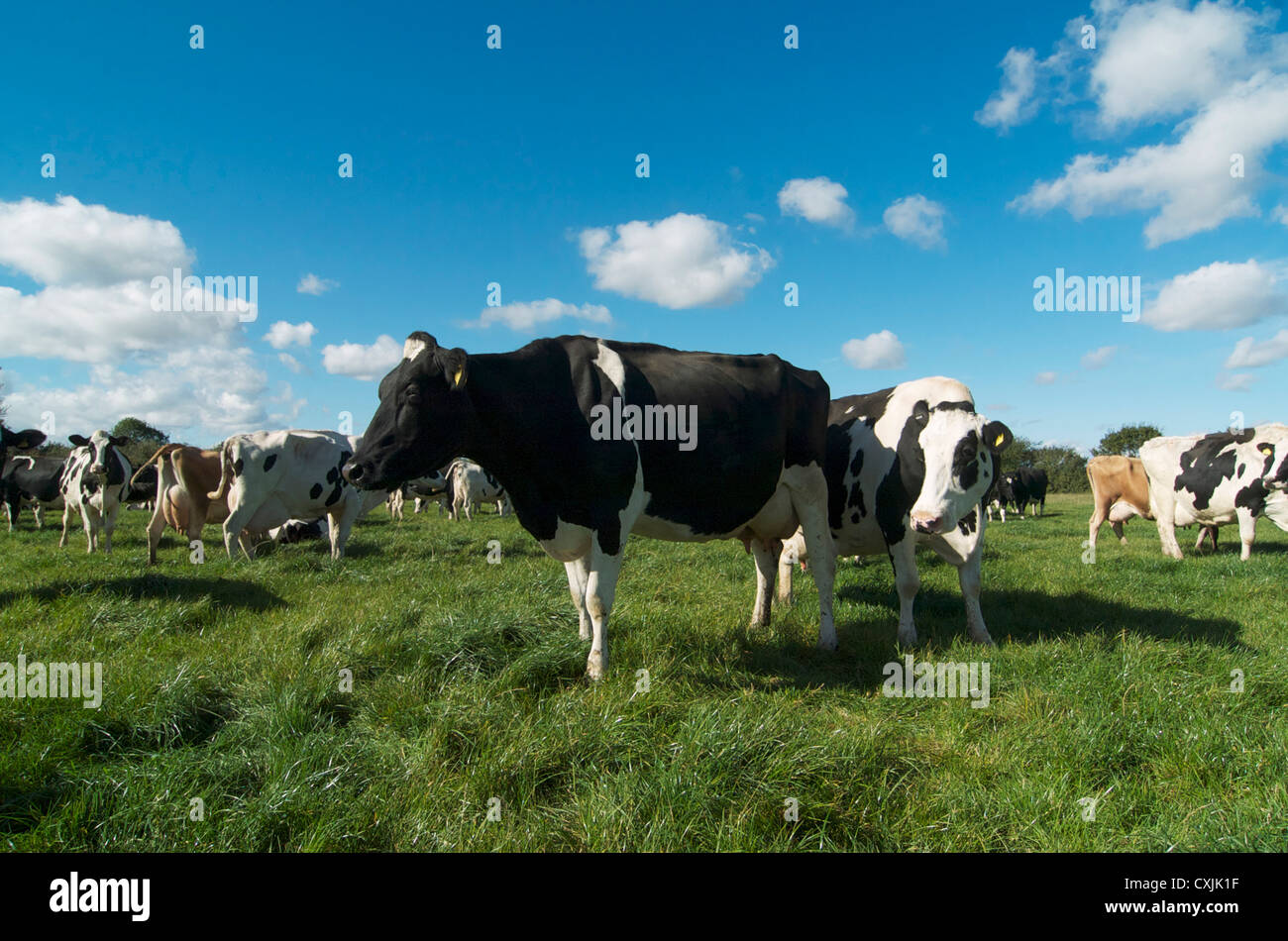 Holstein Cows in a Grass field Stock Photo - Alamy