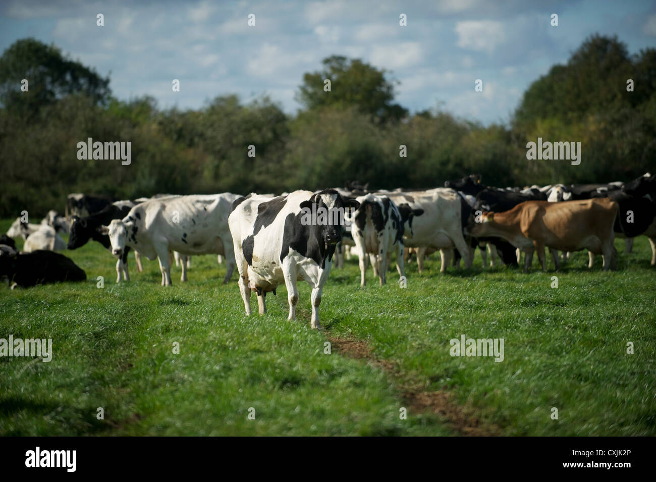 Holstein Cows in a Grass field Stock Photo - Alamy