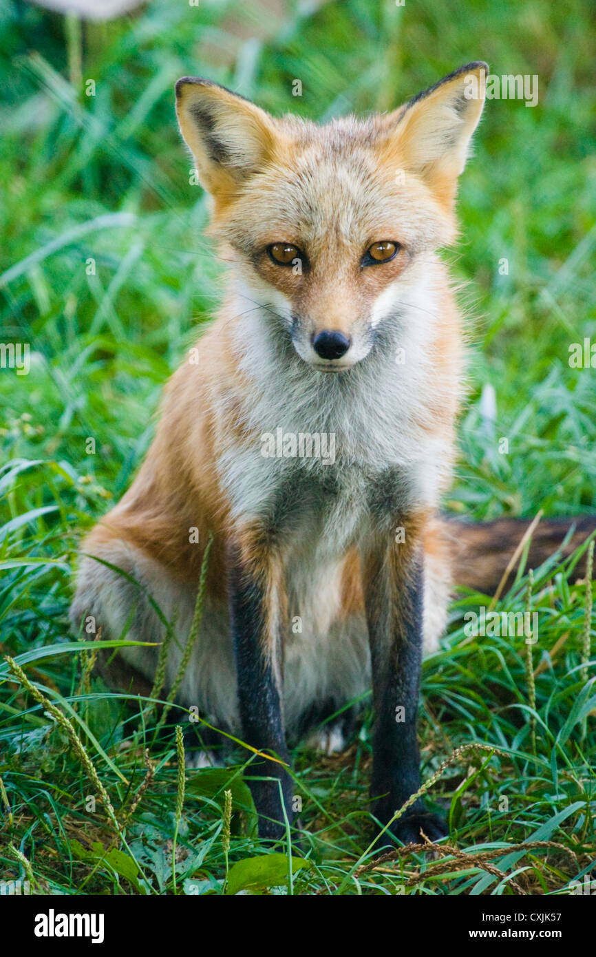 Juvenile red fox hi-res stock photography and images - Alamy