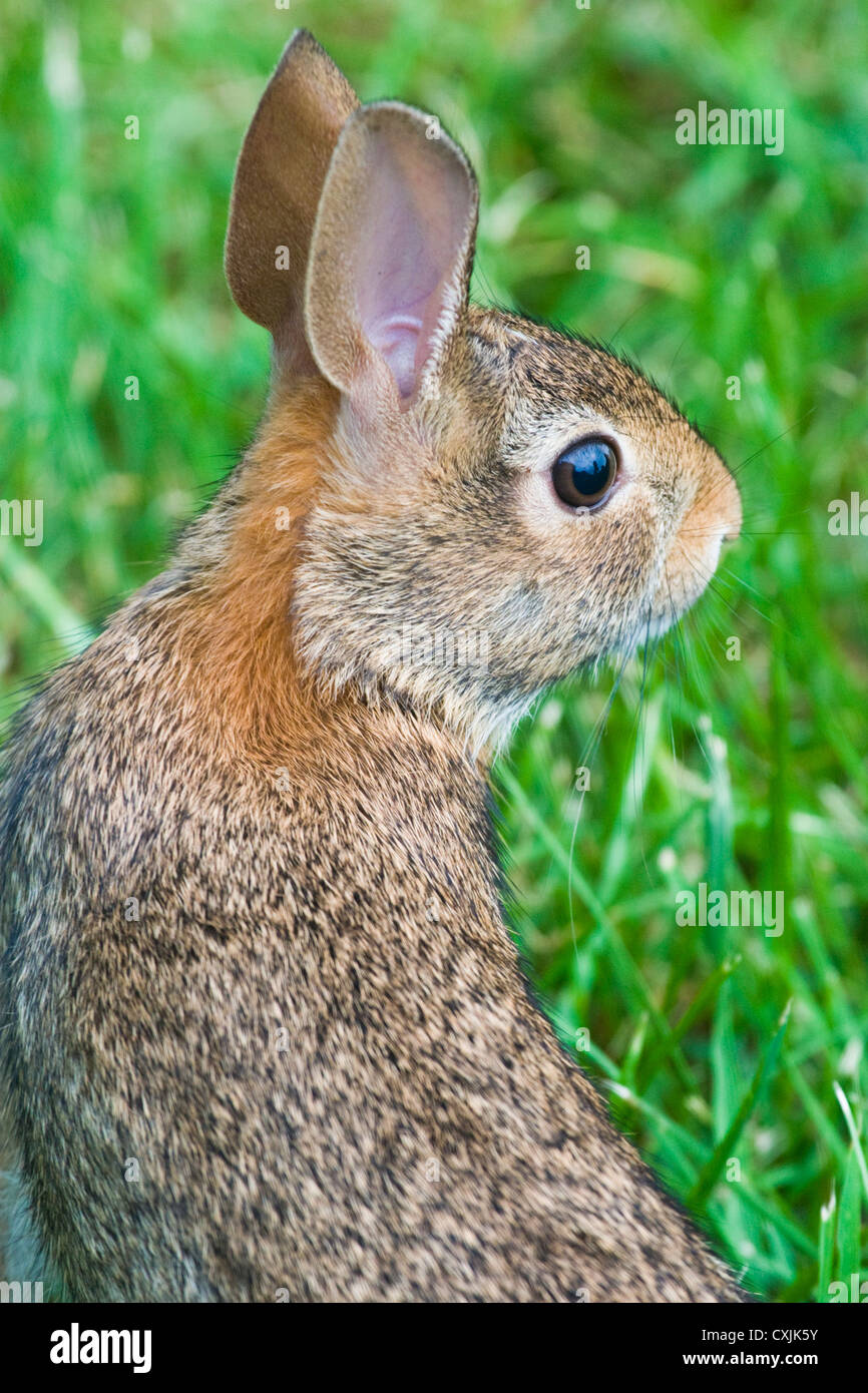 Cottontail rabbit rabbits usa animals animal wild american portrait ...