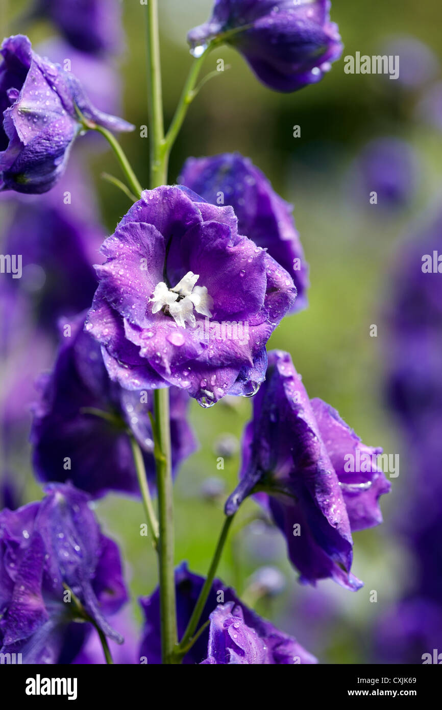 Delphinium 'Guy Langdon' Stock Photo - Alamy