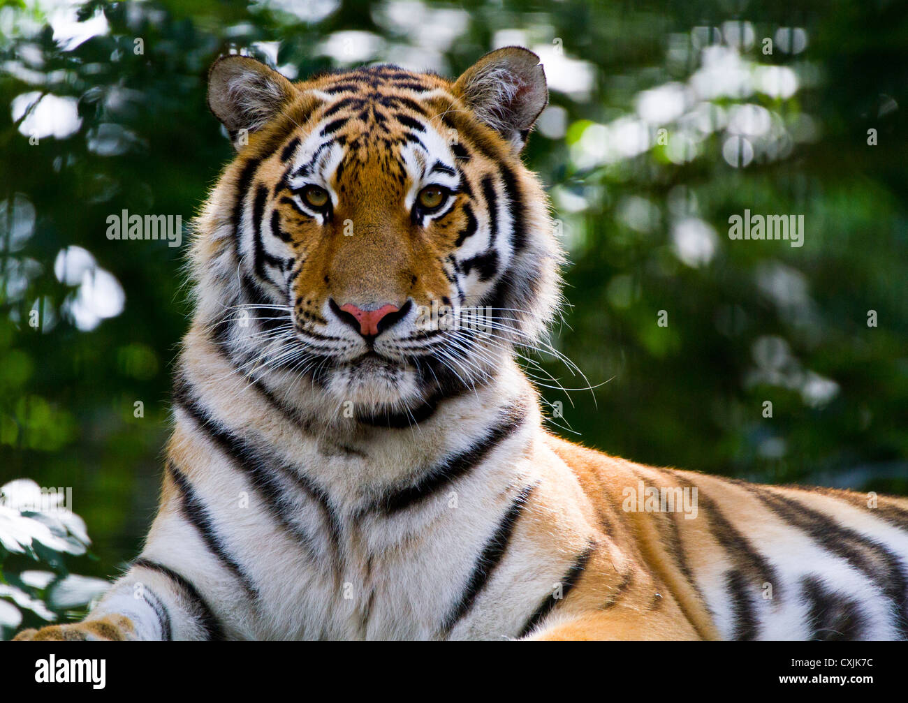 tiger at the zoo Stock Photo - Alamy
