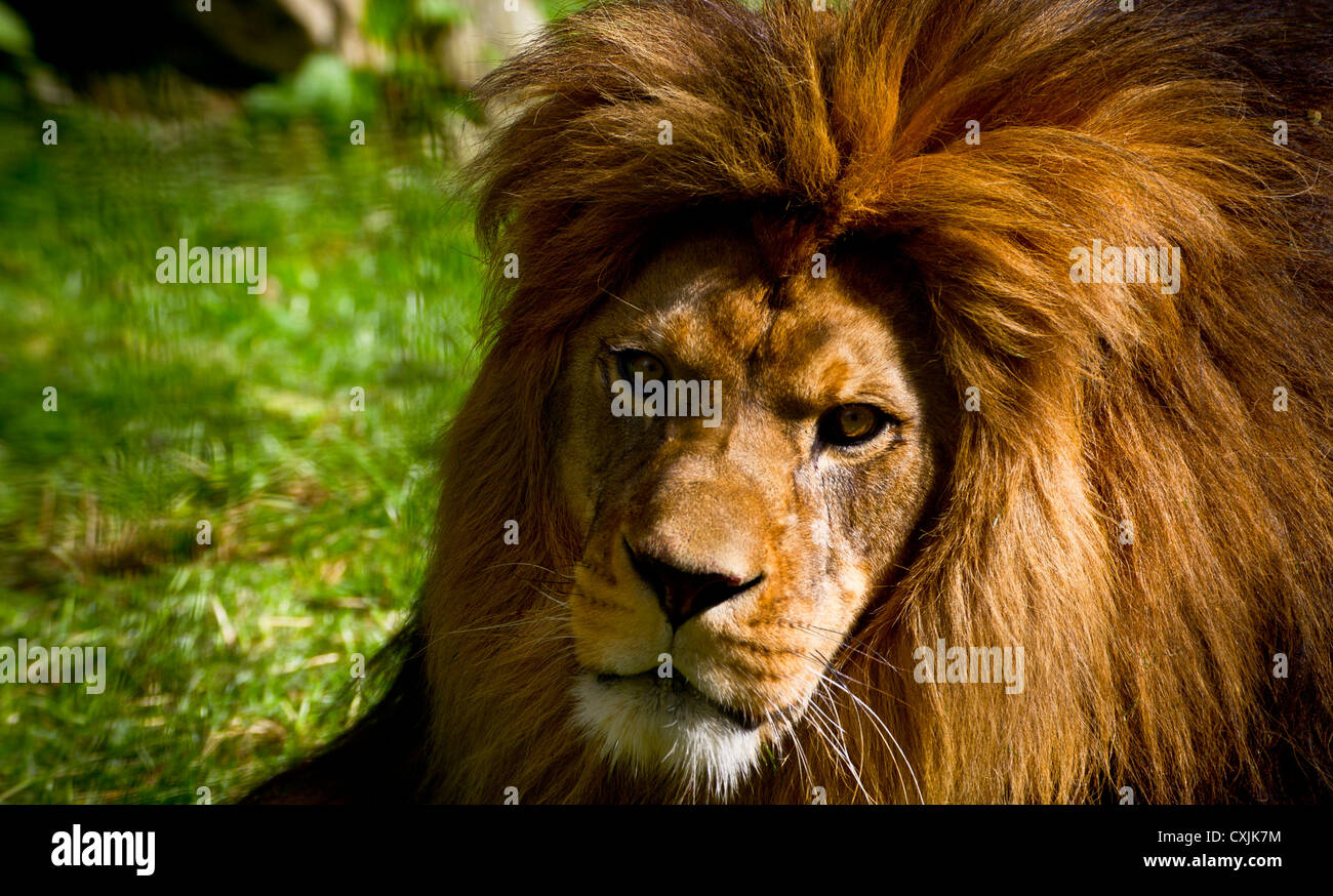 lion at the zoo Stock Photo - Alamy