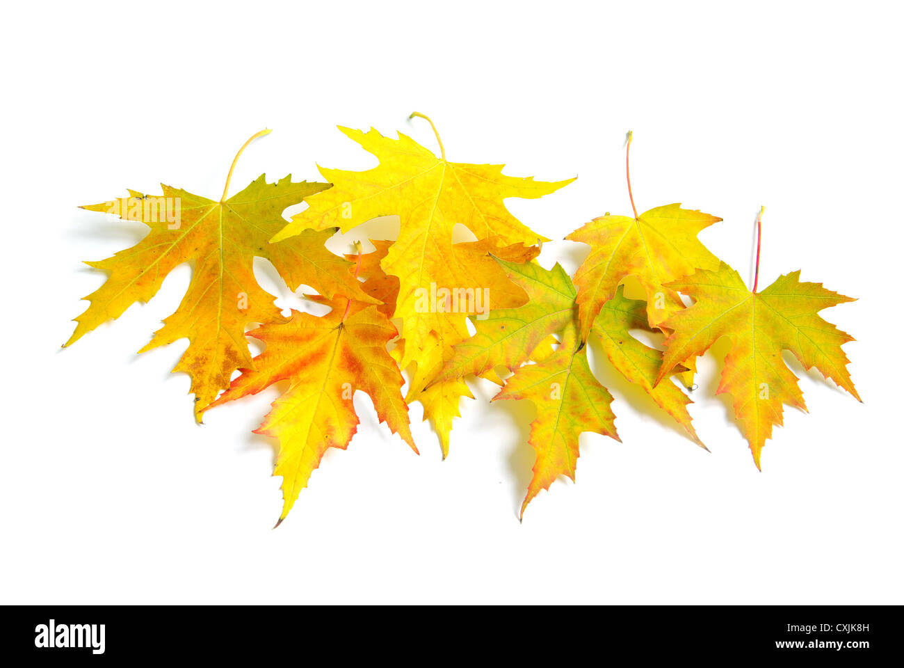 Autumn leafs red orange Cut Out Stock Images & Pictures - Alamy