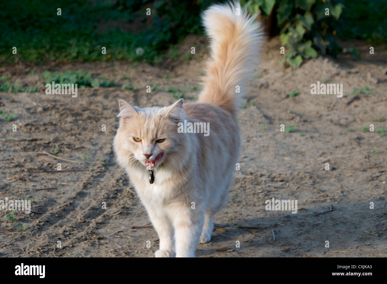 Licking chops hi-res stock photography and images - Alamy